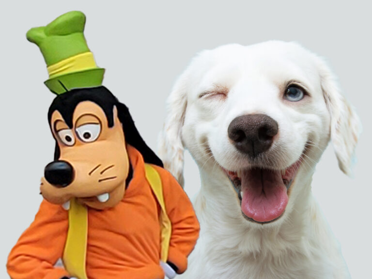 Goofy Is a Dog, Not a Cow, and Here’s Why
