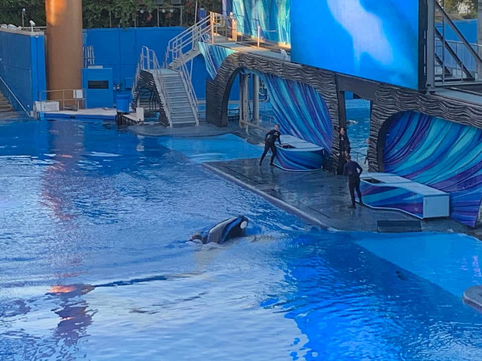 The Surprising Reason SeaWorld Still Has Orcas, Years After Blackfish